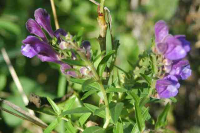 製品紹介 | バナリーン｜デリケートゾーン対策セラム