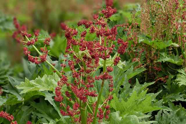 製品紹介 | バナリーン｜デリケートゾーン対策セラム