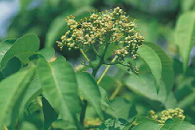 製品紹介 | バナリーン｜デリケートゾーン対策セラム