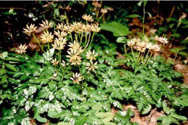 製品紹介 | バナリーン｜デリケートゾーン対策セラム